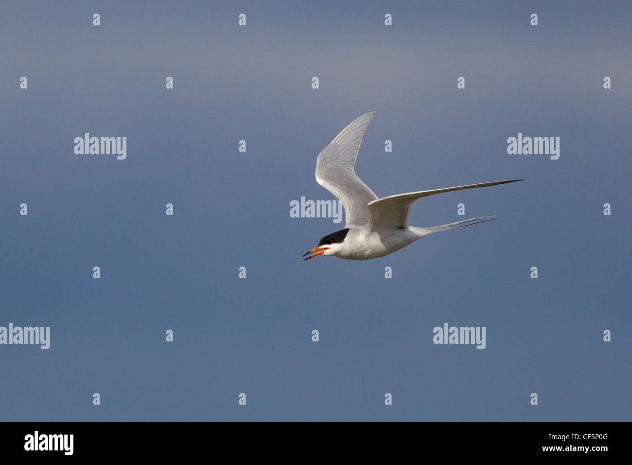 Forster's Tern Sterna forsteri Lower Klamath National Wildlife Refuge ...