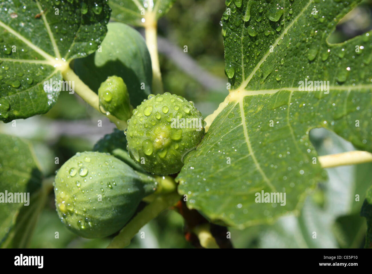Fig tree fruit water hi-res stock photography and images - Alamy