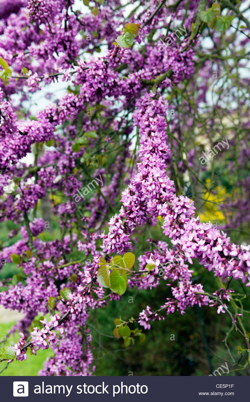 Cercis Siliquastrum Stock Photos & Cercis Siliquastrum Stock Images - Alamy