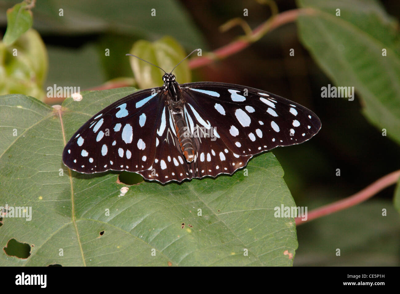 Blue monarch butterfly (Tirumala petiverana : Danaidae) in rainforest ...