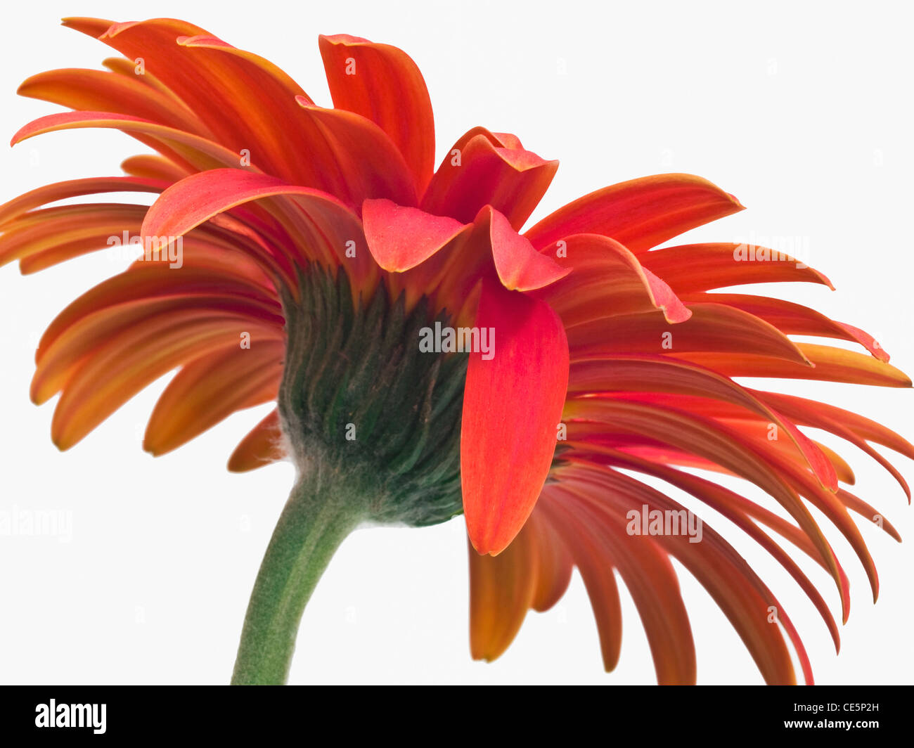 Detailansicht einer roten Gerbera | Detail photo of a red Gerber daisy ...