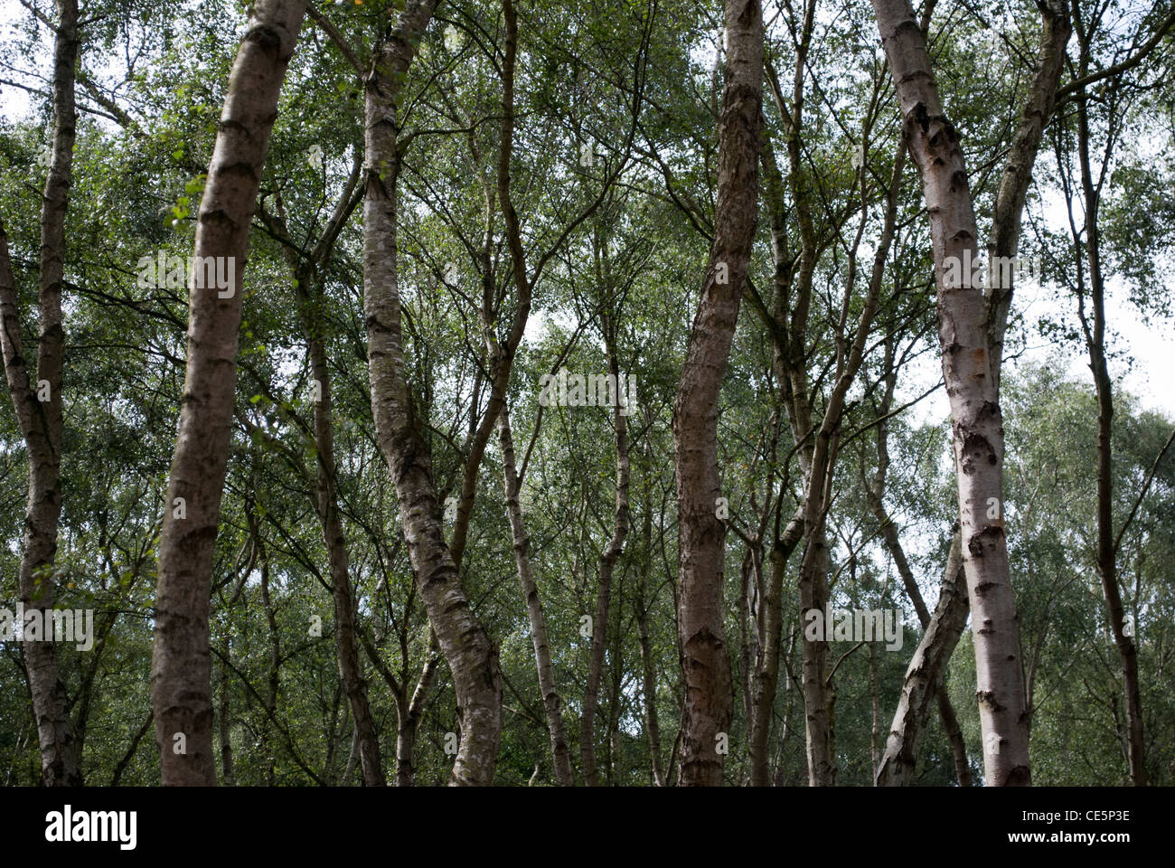 The trunks of several silver birch trees in a wood Stock Photo - Alamy
