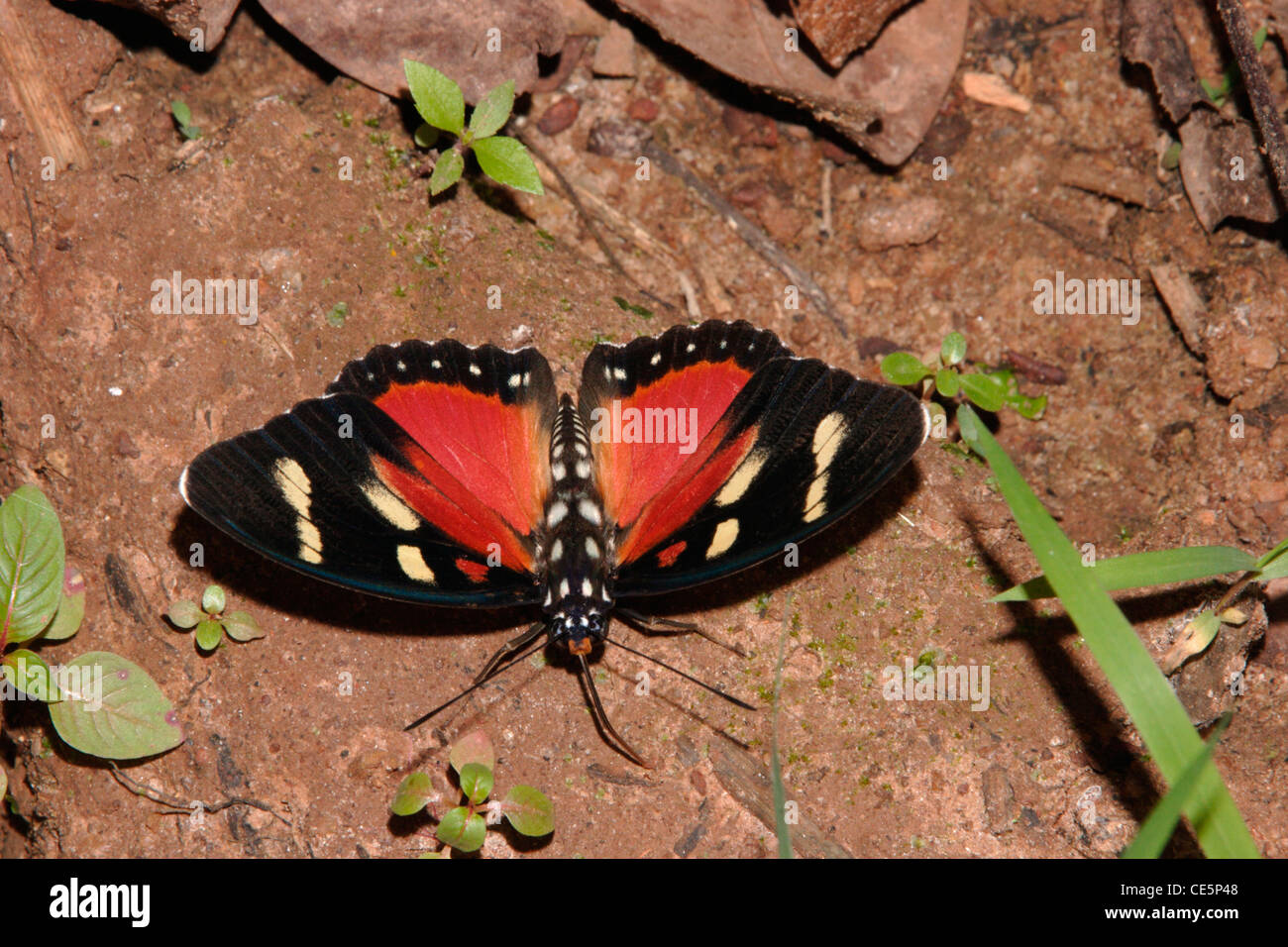 Perseis mimic forester hi-res stock photography and images - Alamy