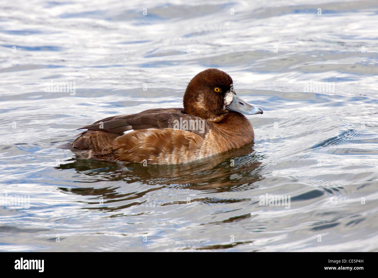 Scaup duck flying hi-res stock photography and images - Alamy