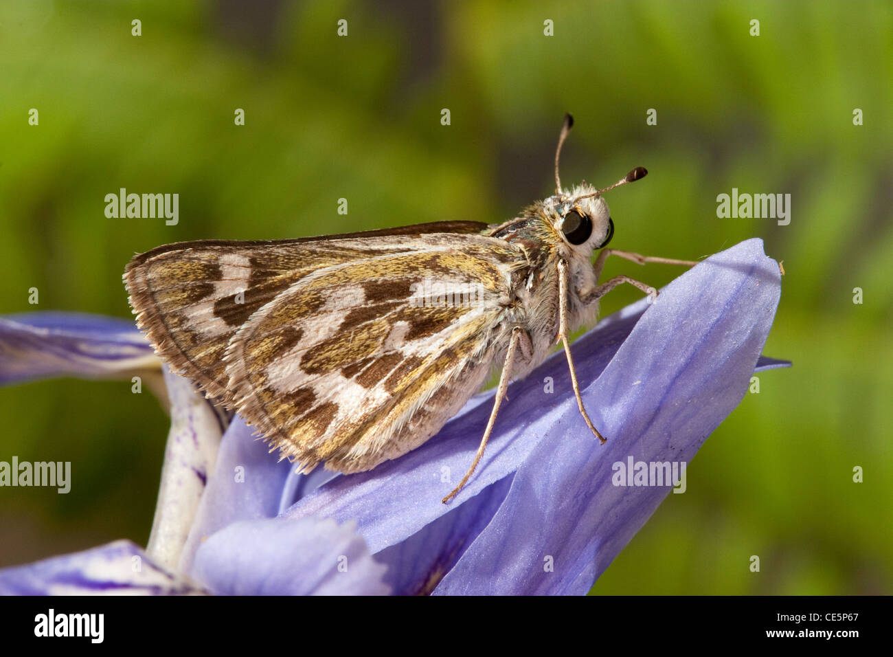 Hesperia Uncas High Resolution Stock Photography and Images - Alamy