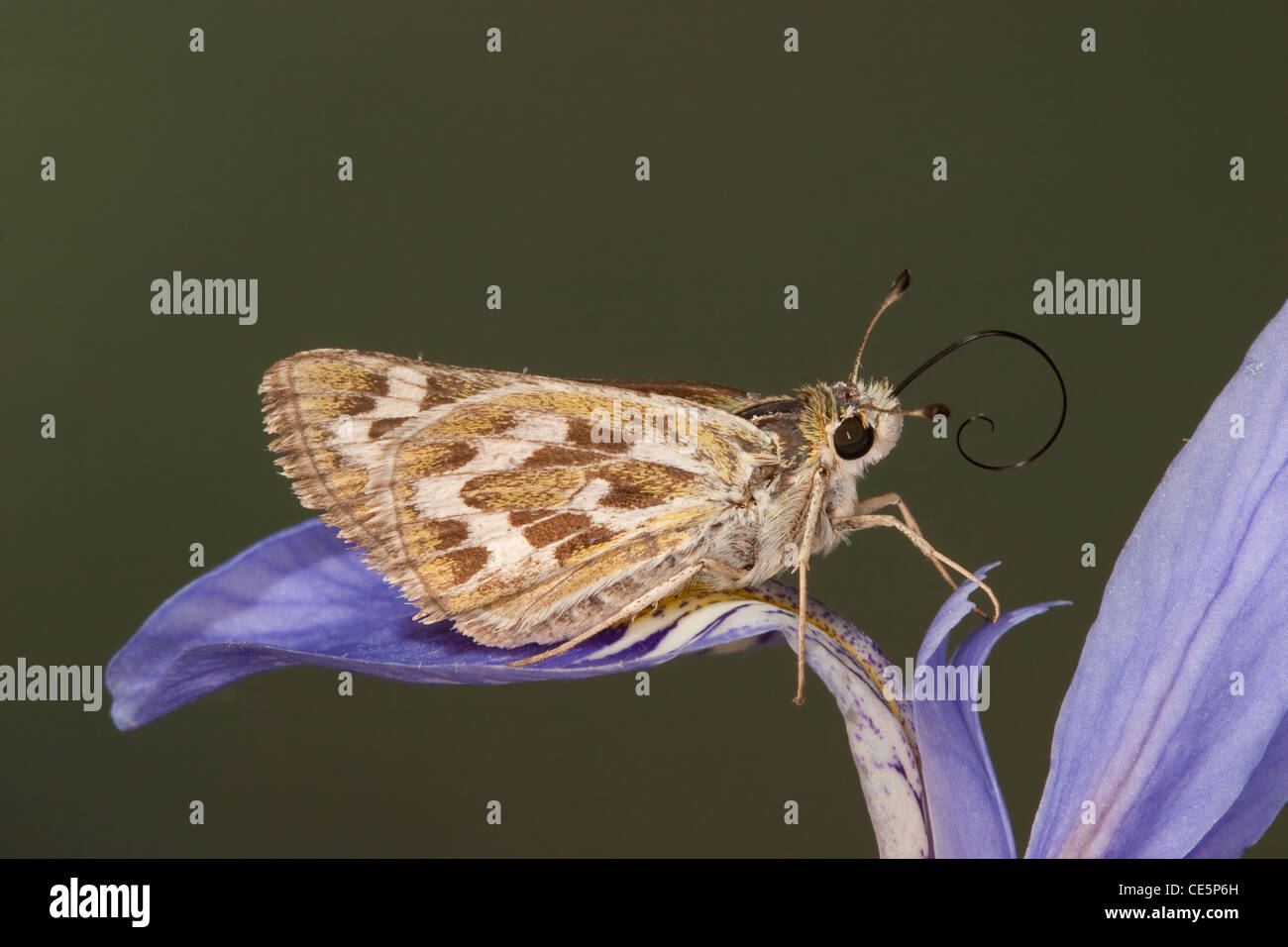 Hesperia uncas hi-res stock photography and images - Alamy