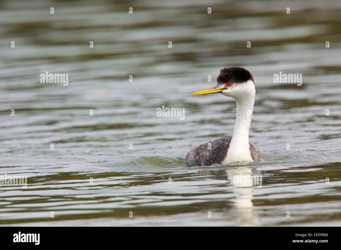 Grebe in flight hi-res stock photography and images - Alamy
