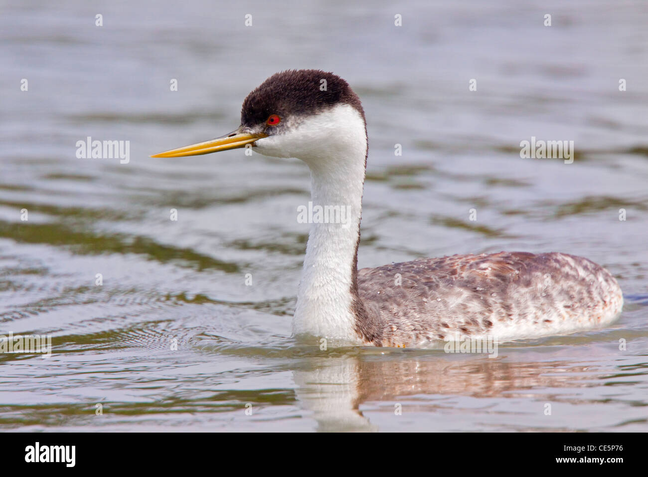 Grebe in flight winter hi-res stock photography and images - Alamy