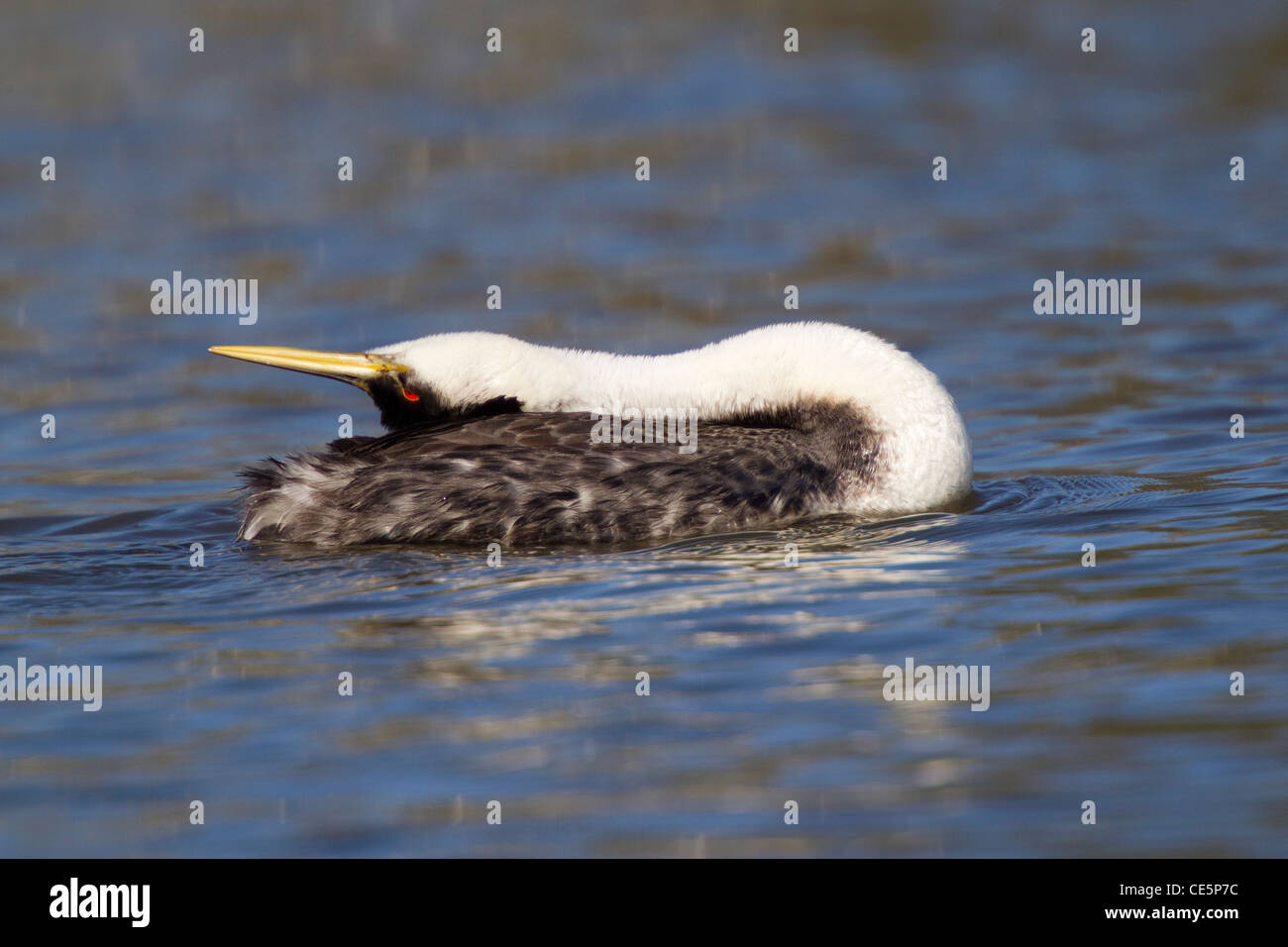 Grebe in flight hi-res stock photography and images - Alamy