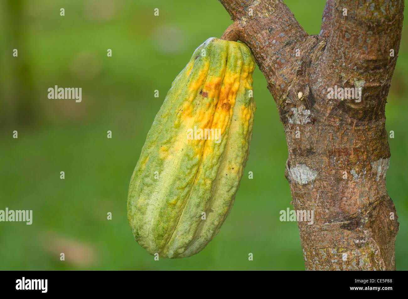 Cacao tree flower hi-res stock photography and images - Alamy