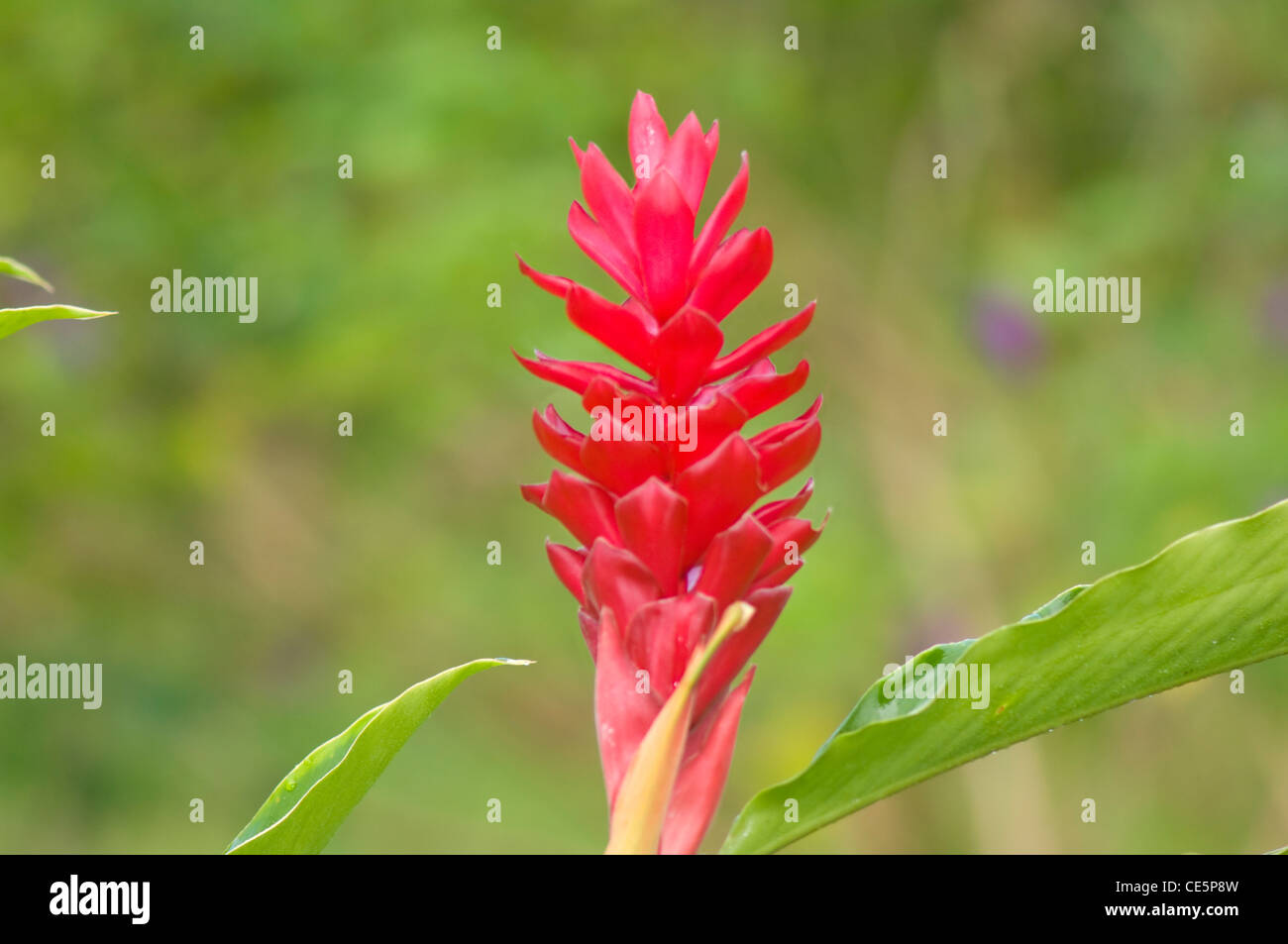 Ginger flower costa rica hi-res stock photography and images - Alamy