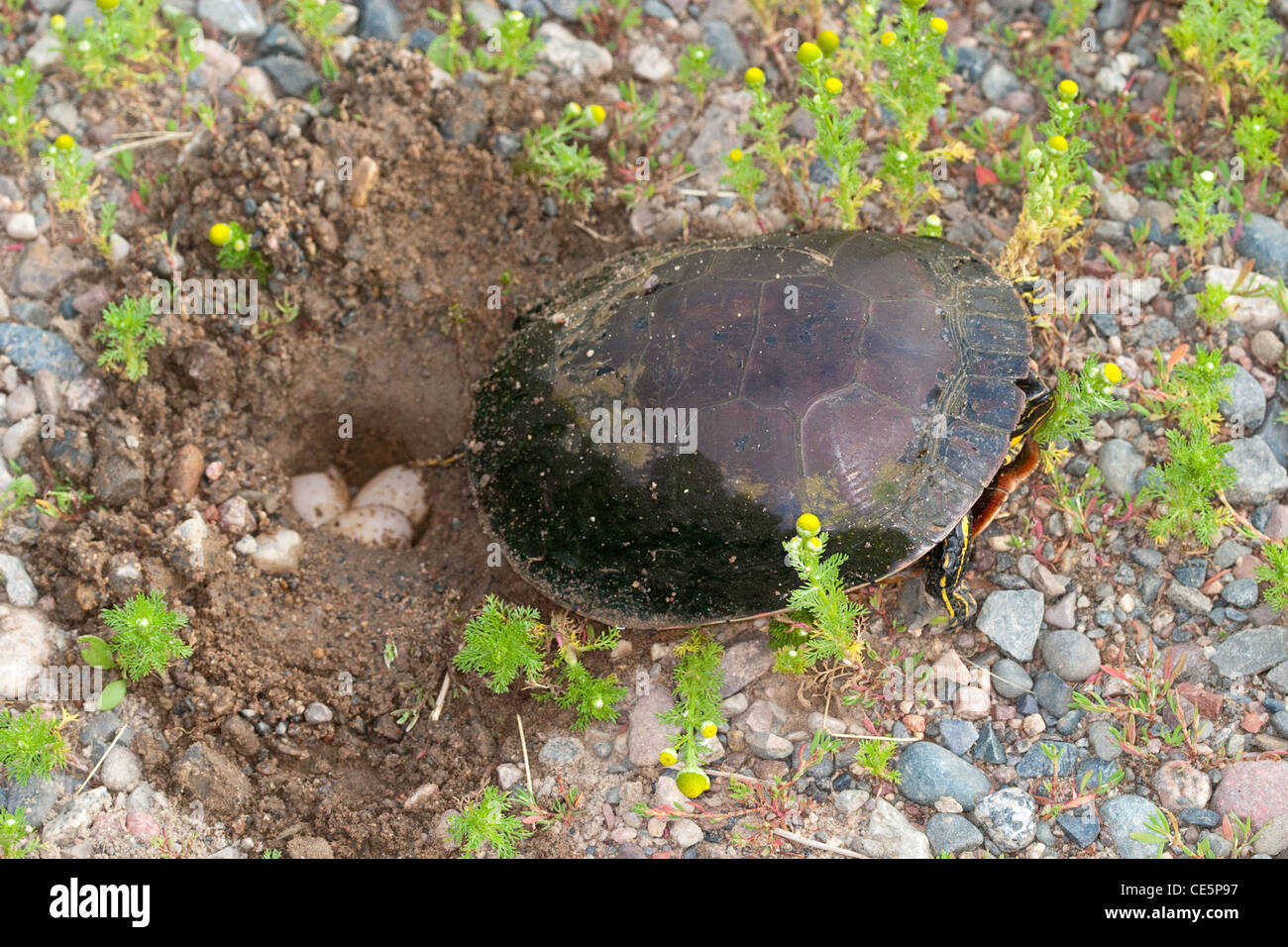 Western Painted Turtle Chrysemys picta bellii Tamarac, Minnesota ...