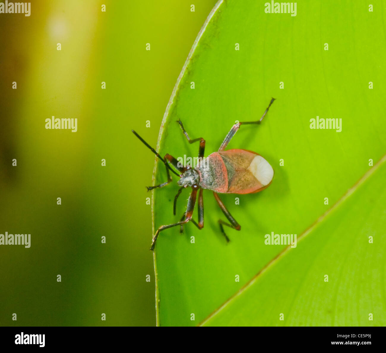 Central america bugs hi-res stock photography and images - Alamy