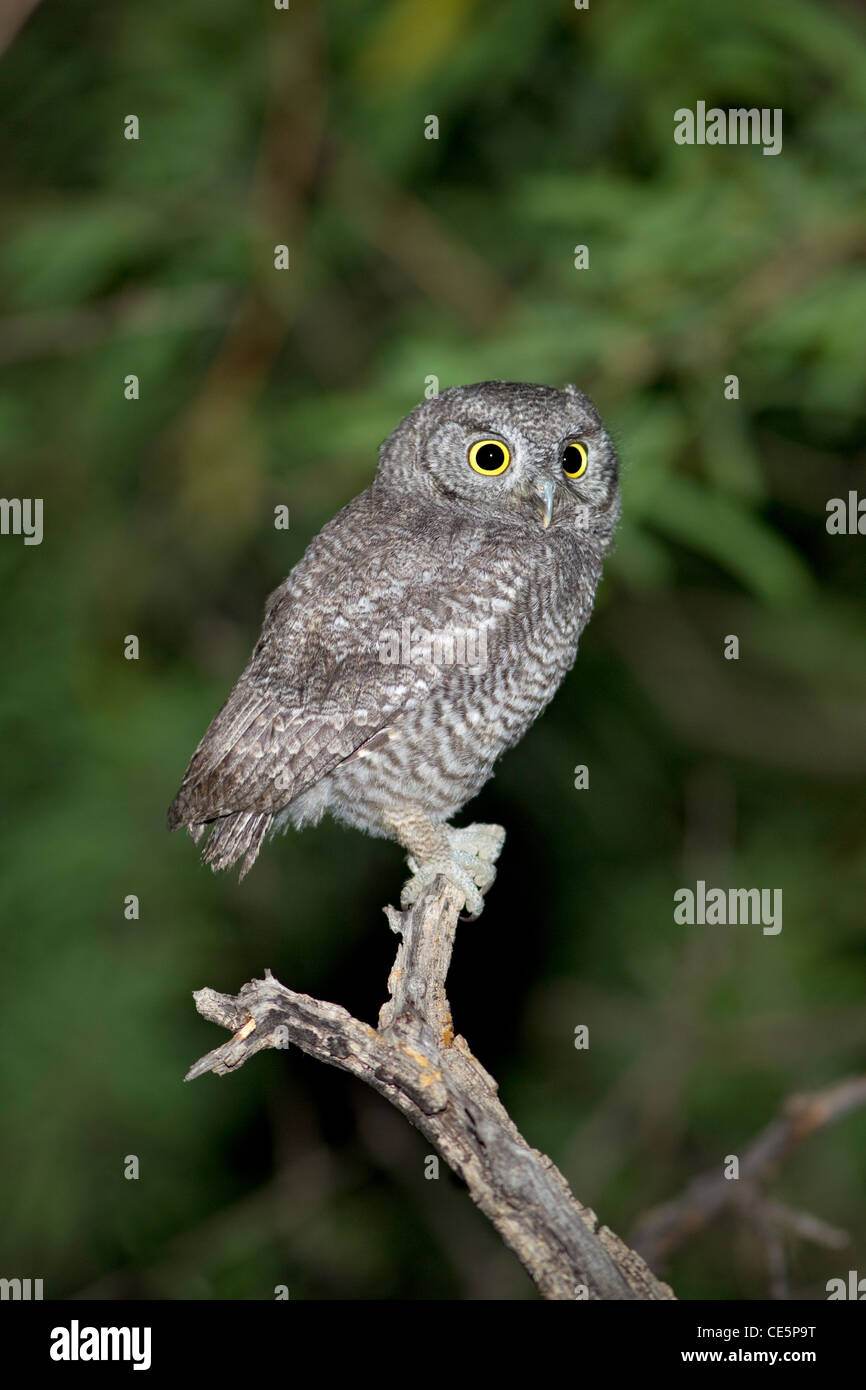 Western Screech-Owl Megascops kennikottii Tucson, Pima County, Arizona ...