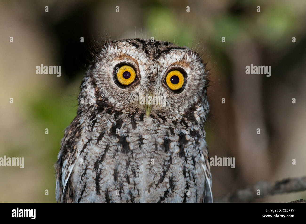 Whiskered screech owl hi-res stock photography and images - Alamy