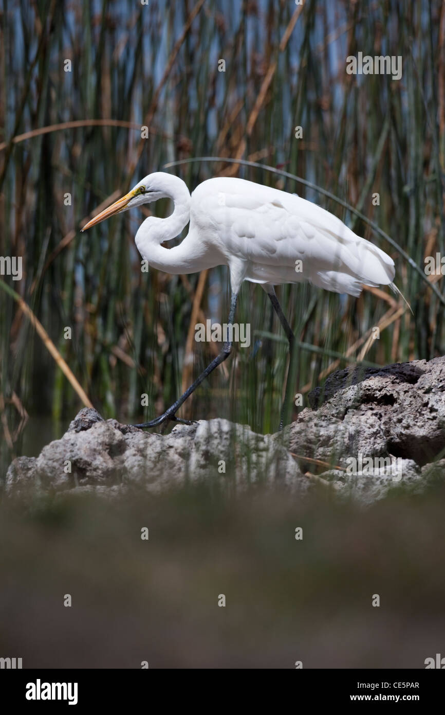 Great White Egret (Egretta alba). Reed bed. Lake Awaka. Ethiopia Stock ...
