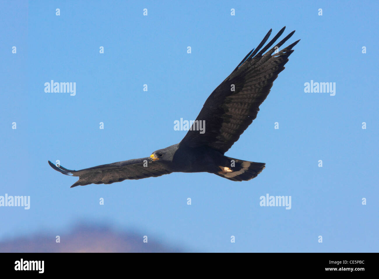 Zone-tailed Hawk Buteo albonotatus Tucson, Arizona, United States 24 ...