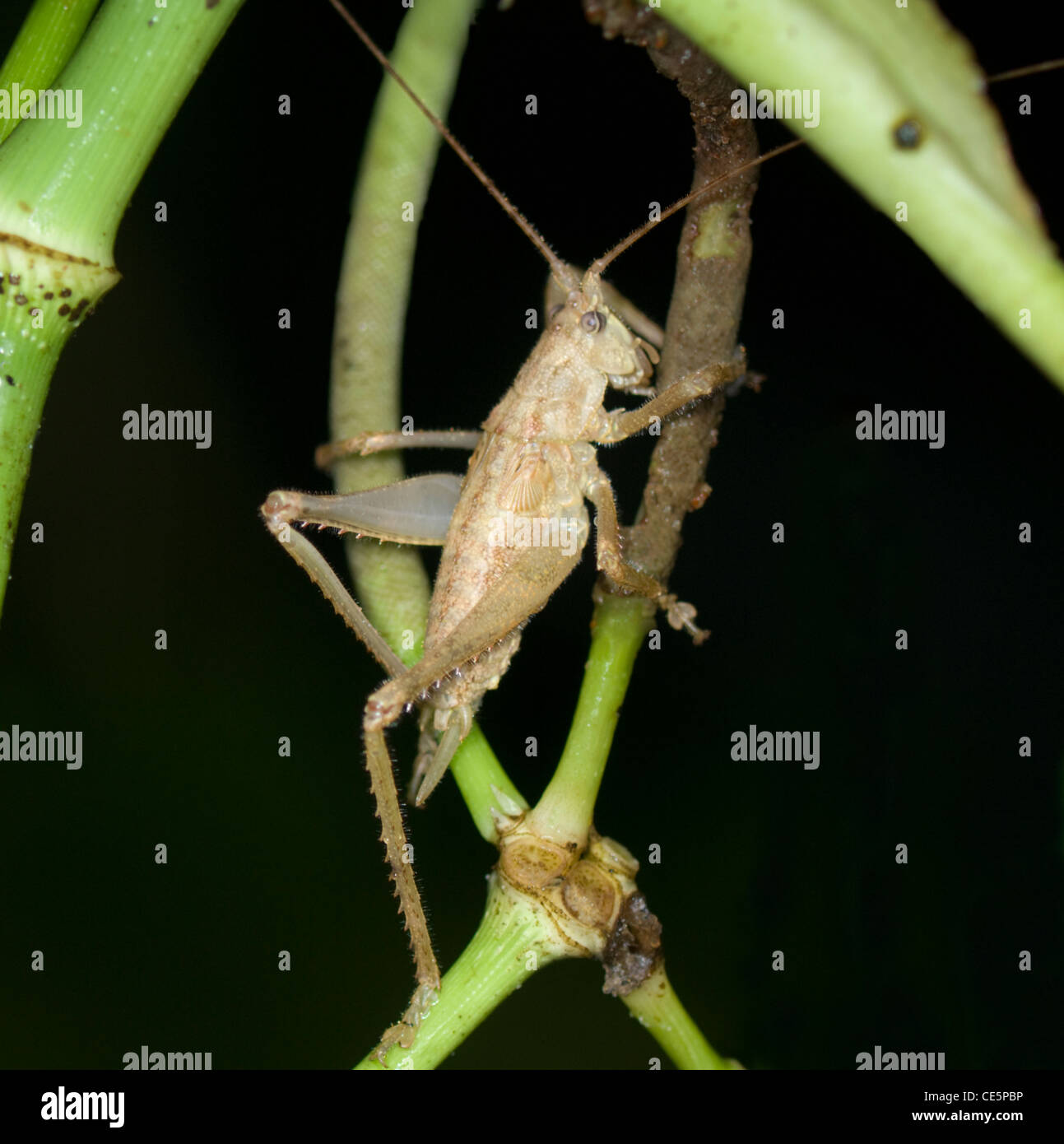 Costa rica grasshoppers hi-res stock photography and images - Alamy