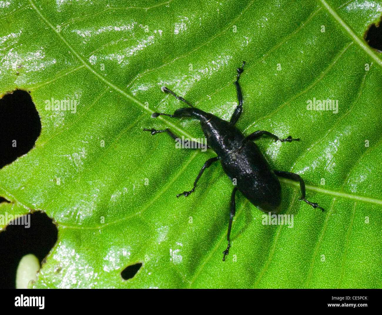 Weevil Costa Rica Stock Photo - Alamy