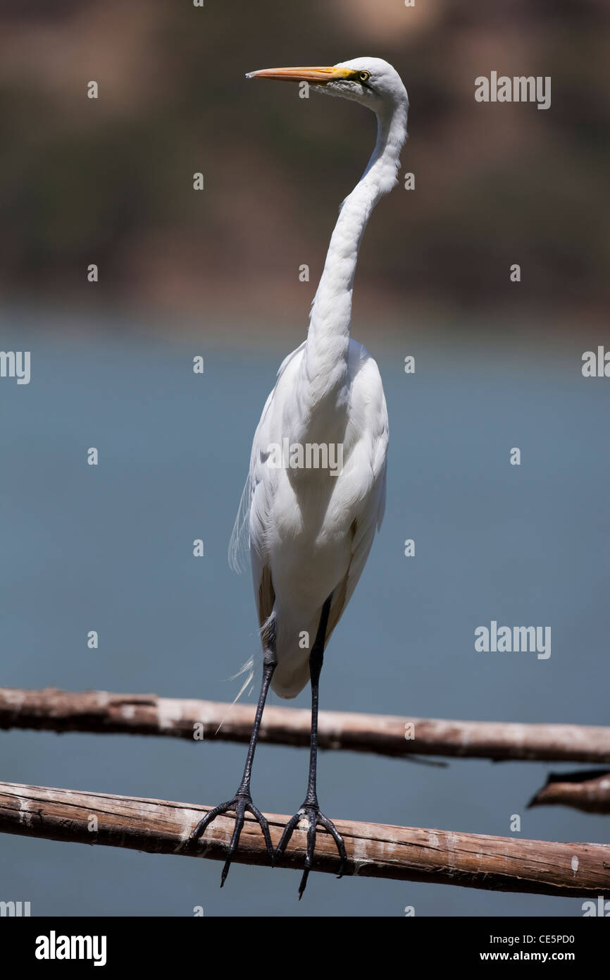 Great White Egret (Egretta alba). Lake Awaka. Ethiopia Stock Photo - Alamy