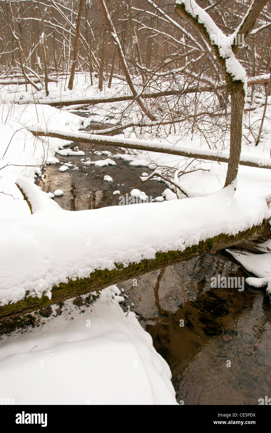 Stream forest river tree flow fallen hi-res stock photography and ...