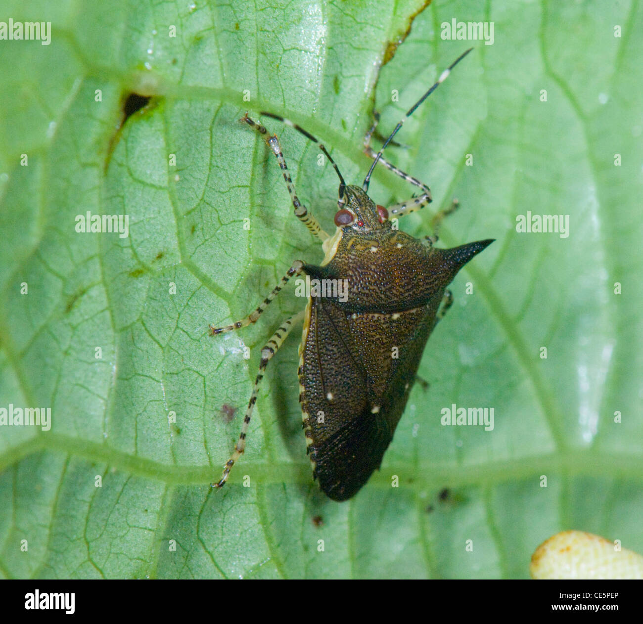 Bugs nobody unidentified hi-res stock photography and images - Alamy