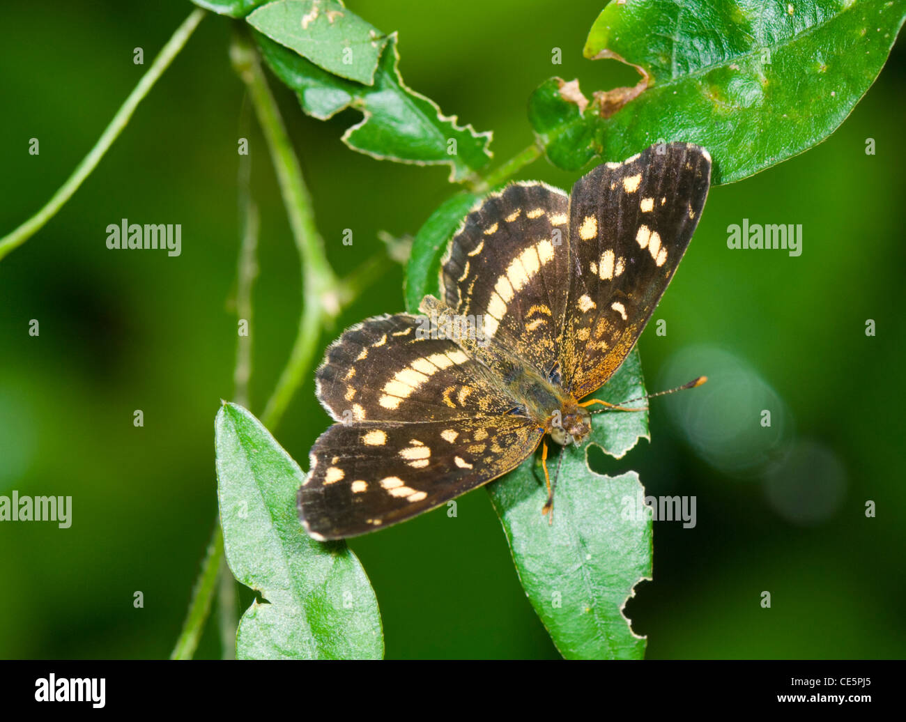 Butterfly, Costa Rica Stock Photo - Alamy