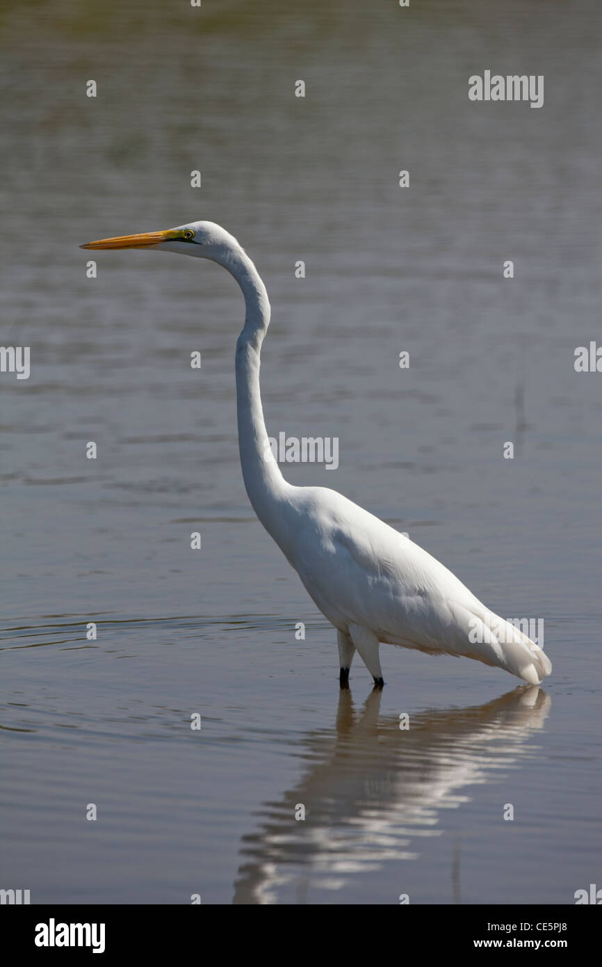 Great White Egret (Egretta alba). Fishing. Lake Awaka. Ethiopia Stock ...