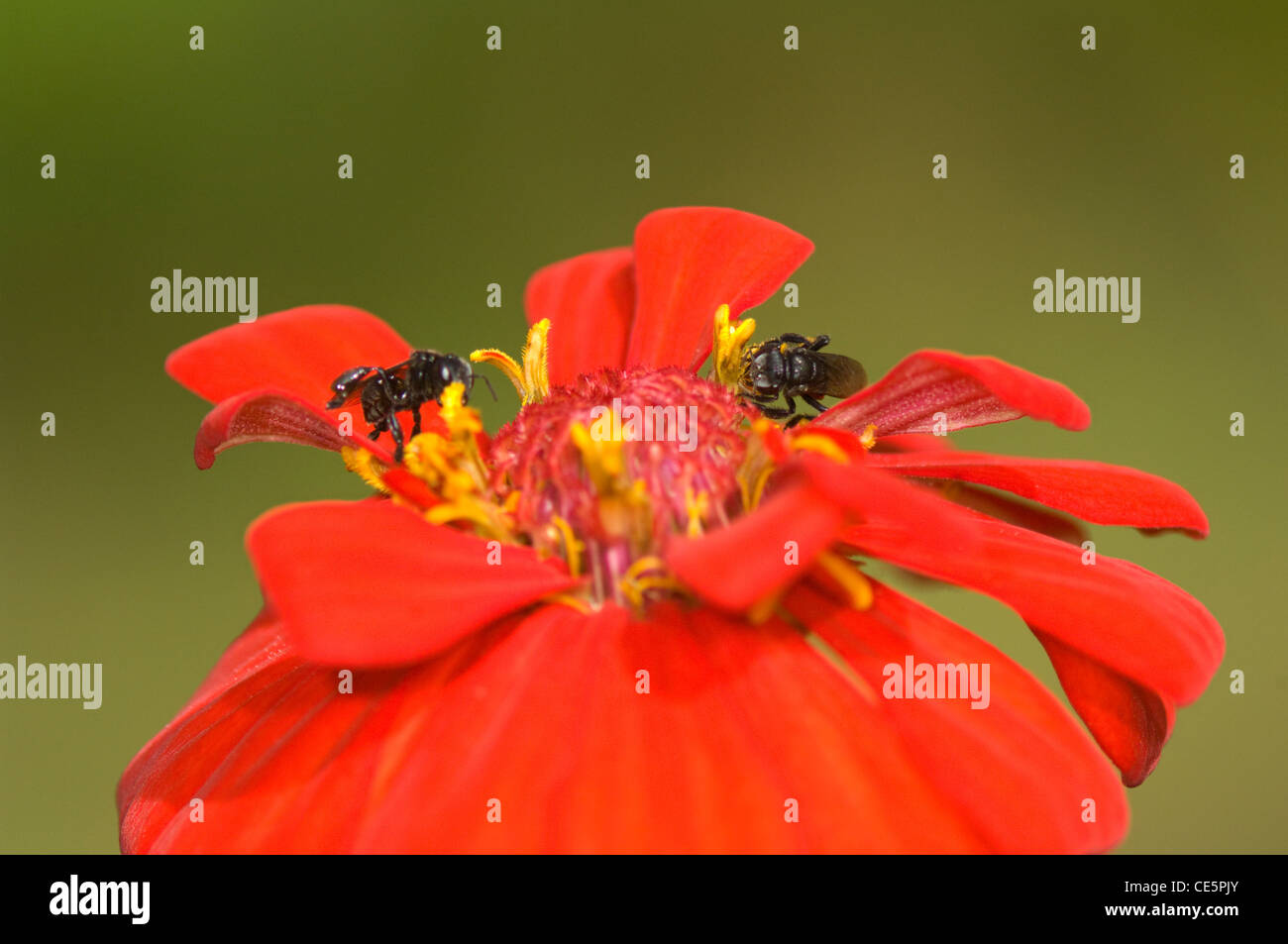 Stingless Bees (Trigona sp.), Costa Rica Stock Photo - Alamy