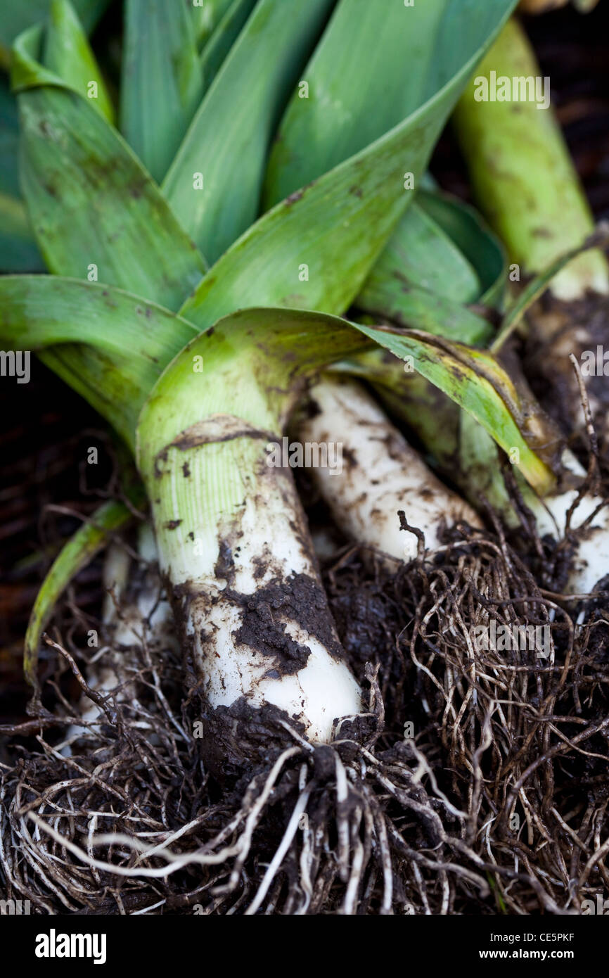 Leeks with roots hi-res stock photography and images - Alamy