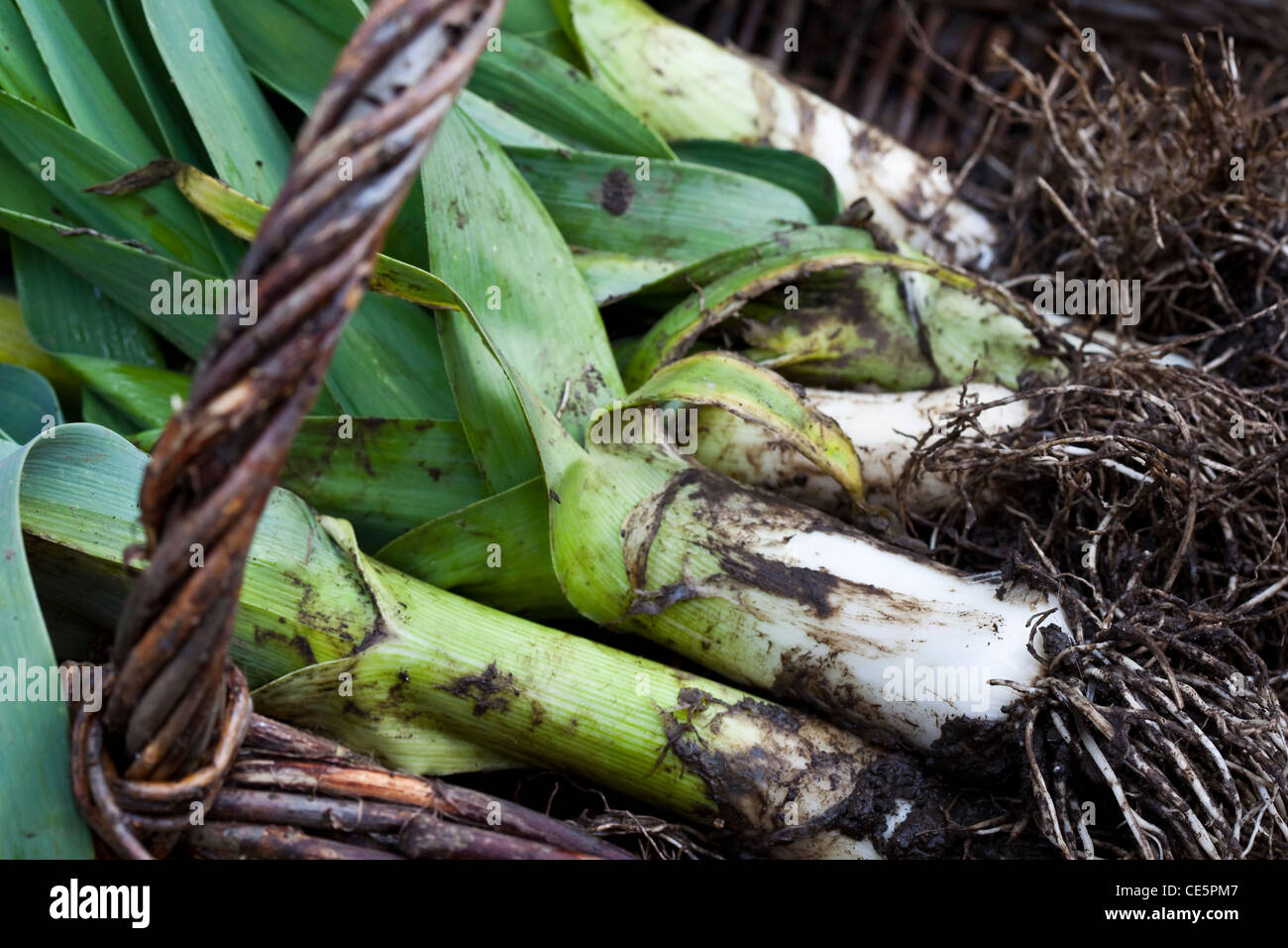 Leeks freshly dug from the ground with roots covered in soil Stock ...