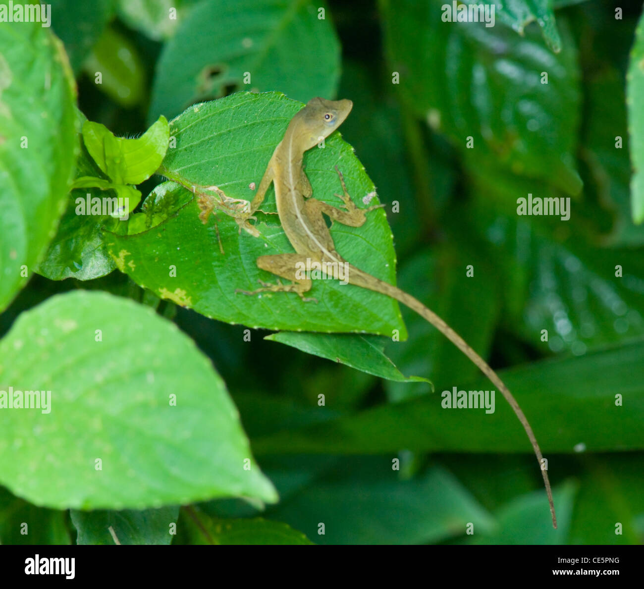 Anole Lizard Costa Rica Stock Photo - Alamy