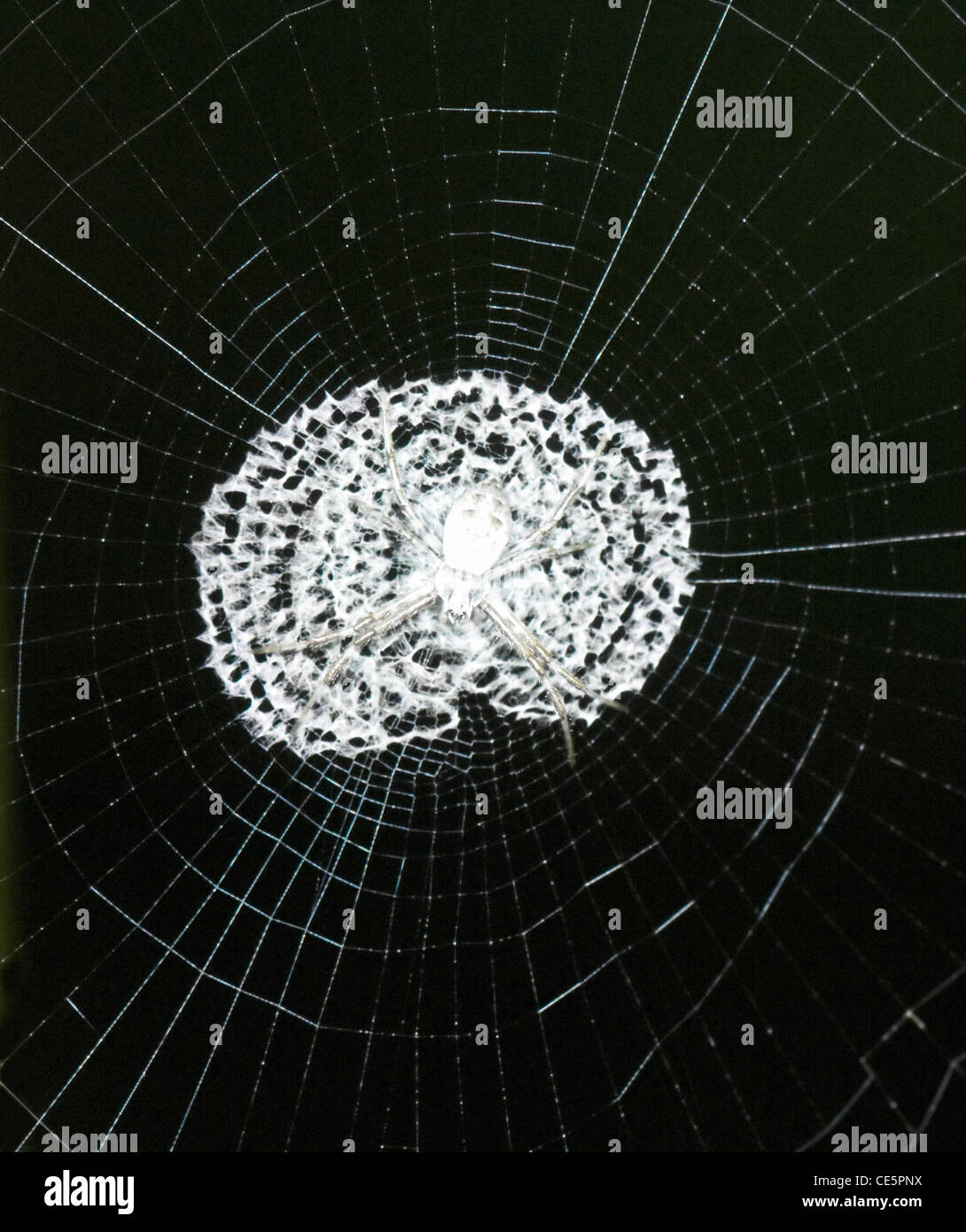 Zig zag spider web hi-res stock photography and images - Alamy