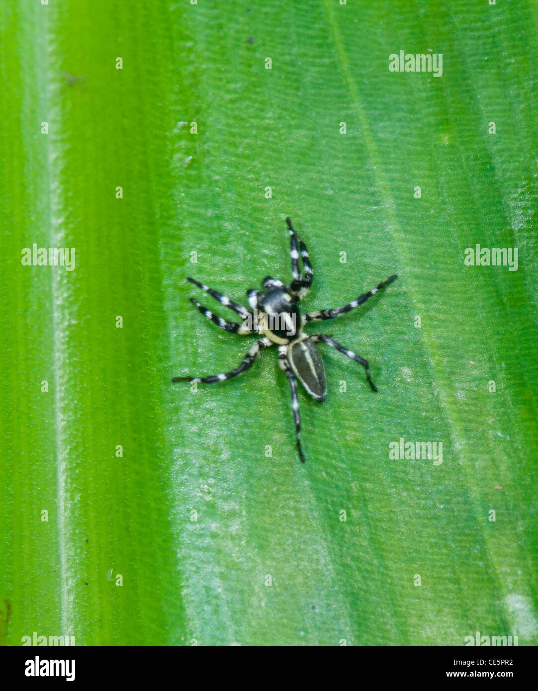 Spiders costa rica hi-res stock photography and images - Alamy