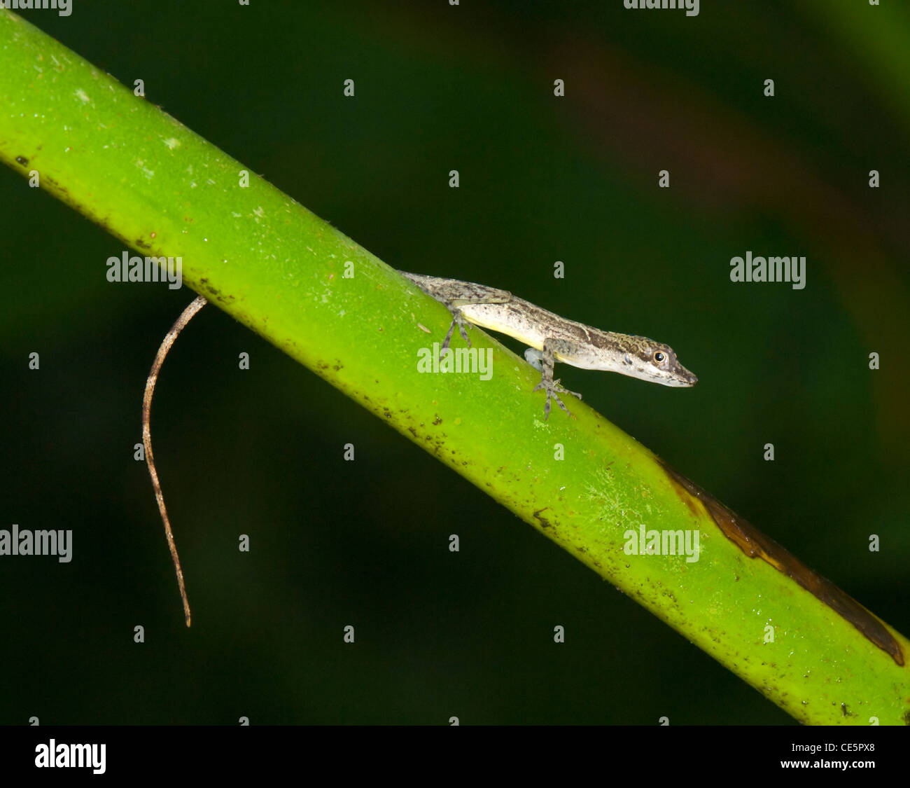 Anole Lizard Costa Rica Stock Photo - Alamy Anole Lizard Costa Rica Stock Photo - Alamy