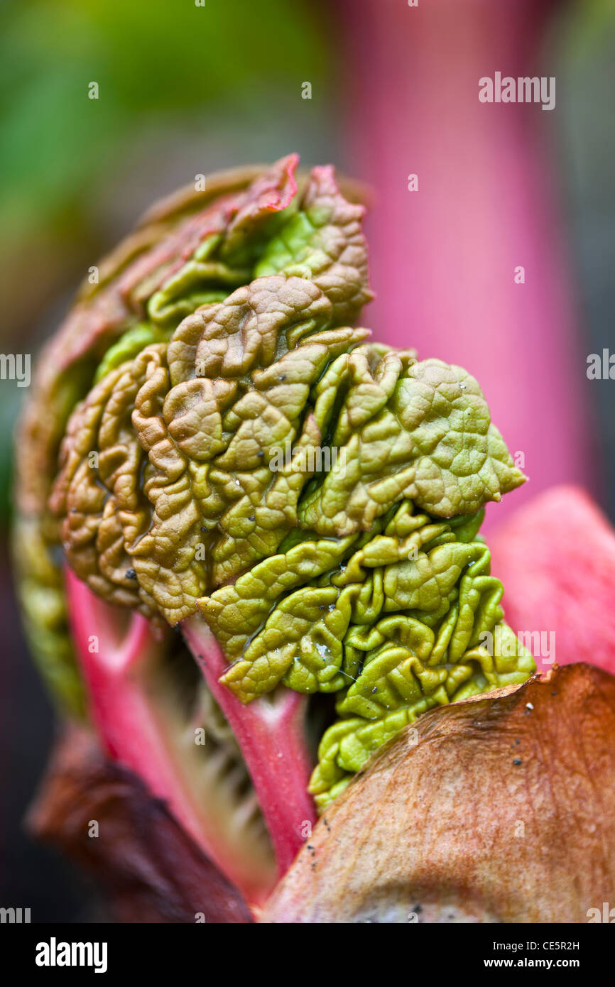 New rhubarb leaf emerging from a bud Stock Photo - Alamy