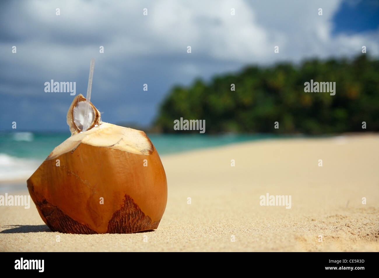Coconut on beach of ocean Stock Photo - Alamy