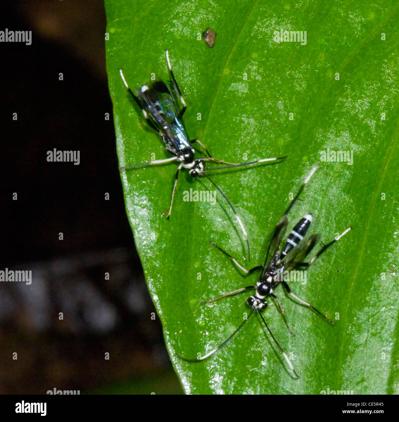 Ichneumonoid wasps (Lissonota sp.), Costa Rica Stock Photo - Alamy