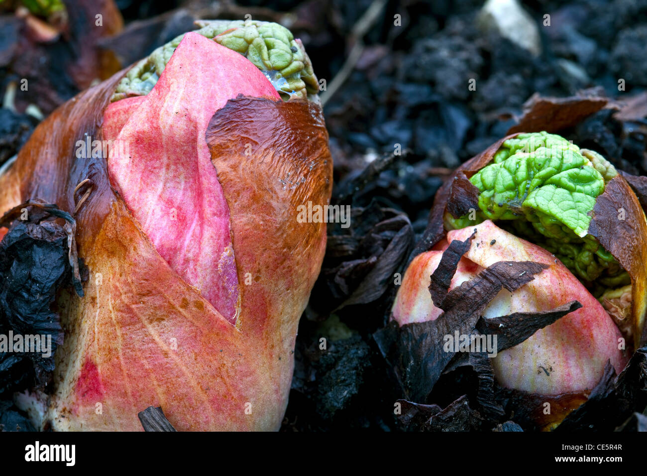 Vegetables and rhubarb hi-res stock photography and images - Alamy