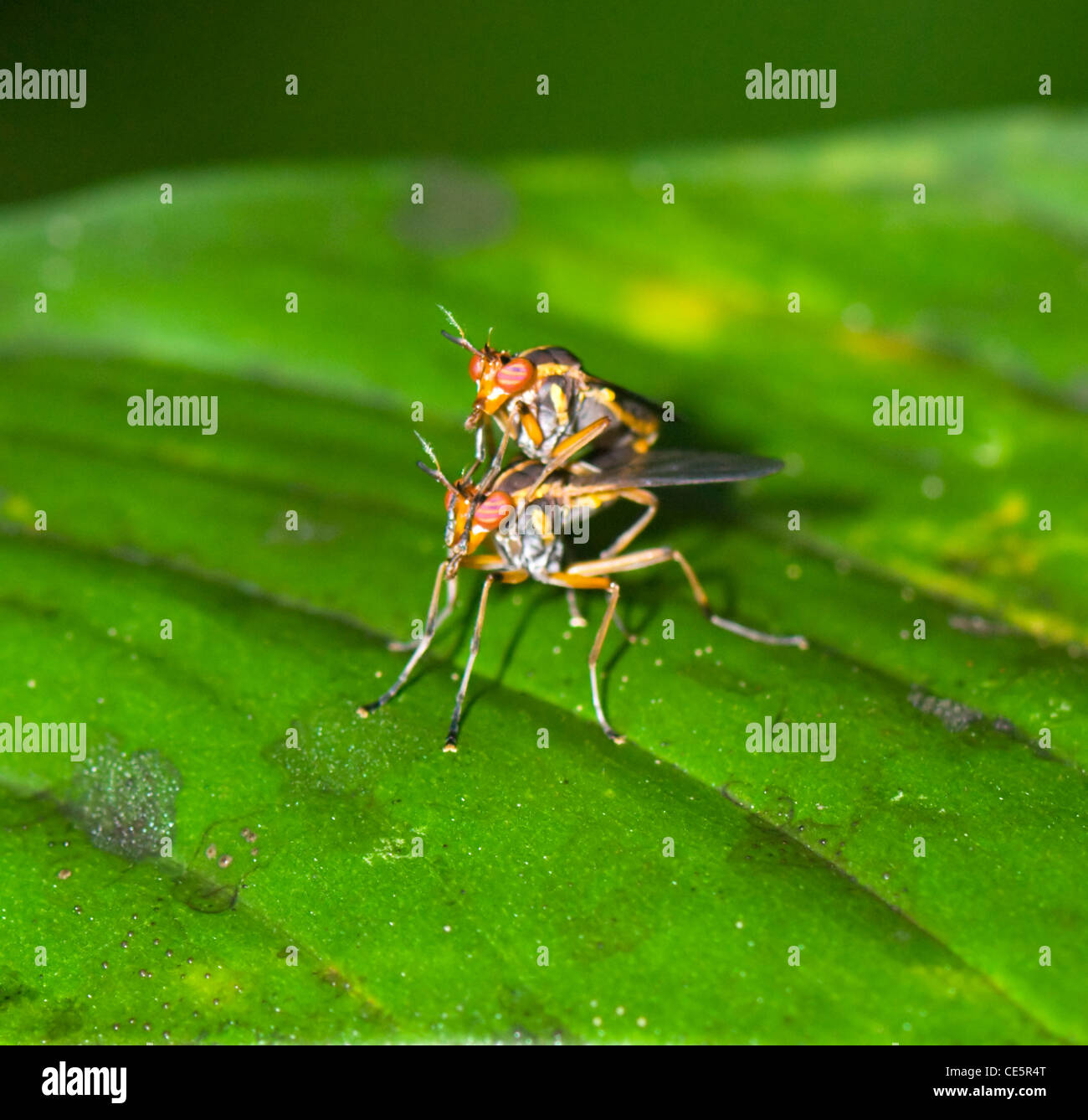 Micropezid Flies mating, Costa Rica Stock Photo - Alamy
