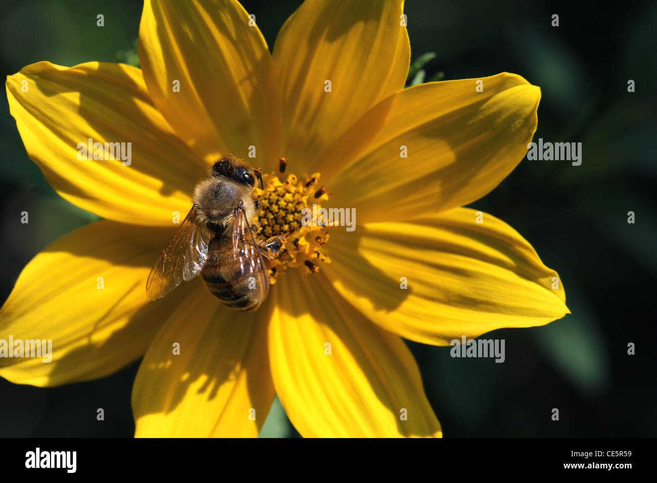 Pollen feeding hi-res stock photography and images - Alamy