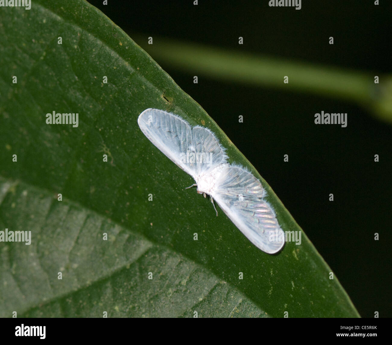 White moths hi-res stock photography and images - Alamy