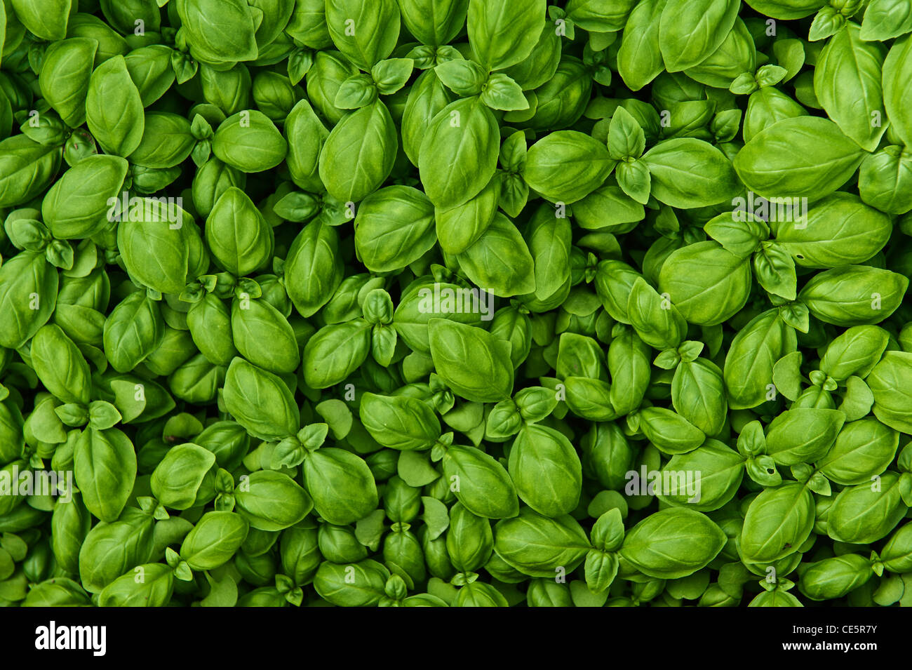 Basil plants growing in a commercial greenhouse. Sacco Giovanni ...