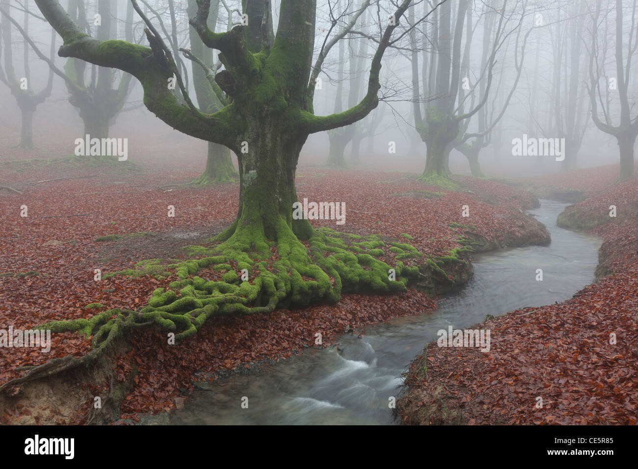 Forest of Otzarreta, Gorbea natural park, Araba, Spain Stock Photo - Alamy