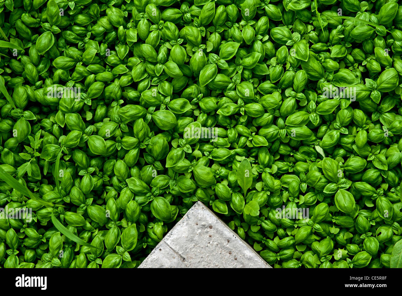 Basil plants growing in a commercial greenhouse. Sacco Giovanni ...