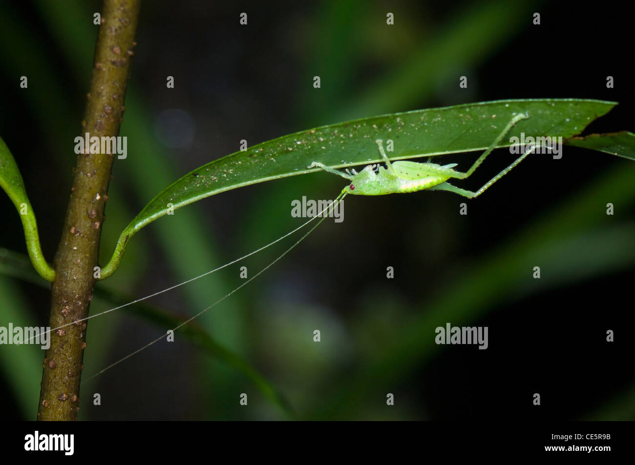 Snouted Katydid Hanging Upside Down at Night, Costa Rica Stock Photo ...