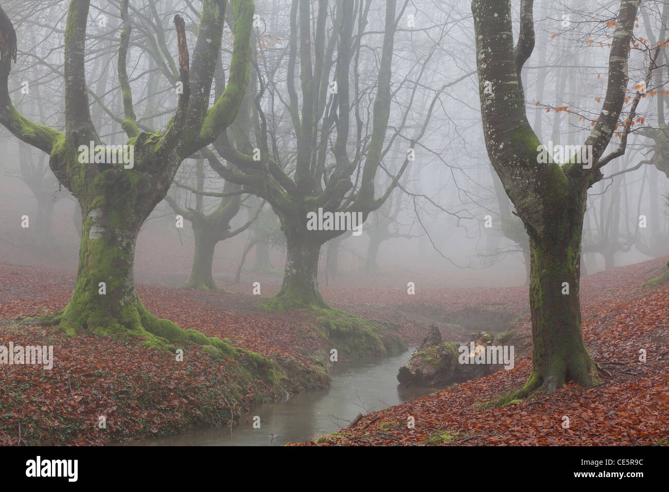 Forest of Otzarreta, Gorbea natural park, Araba, Spain Stock Photo - Alamy