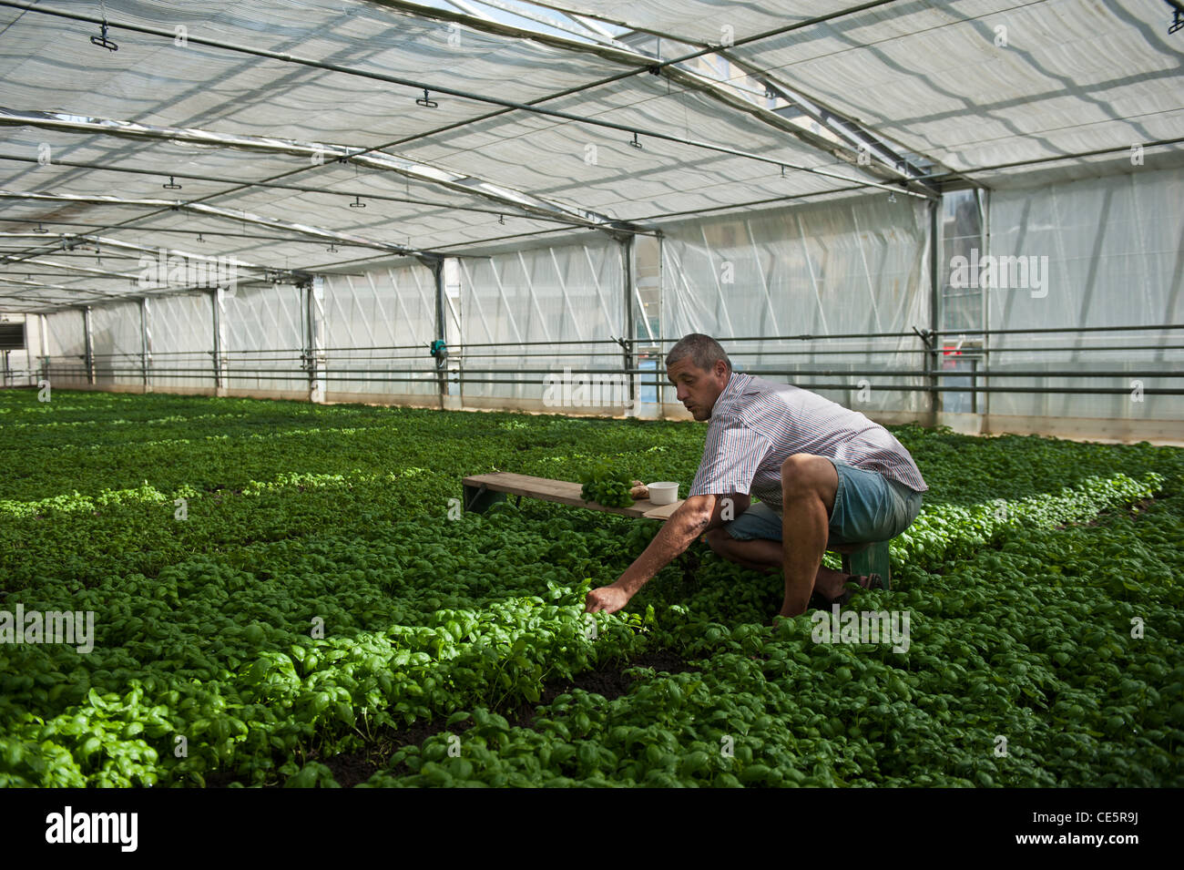 Basil picking by hand at Sacco Giovanni Battista. A family run ...