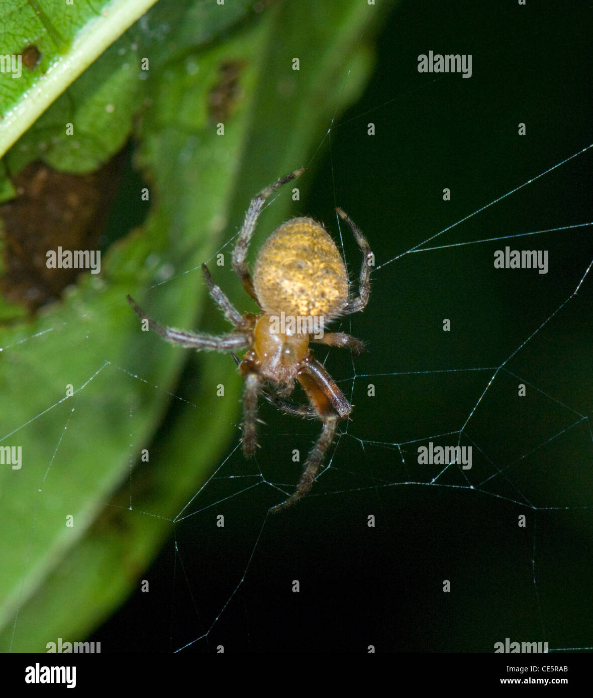 Spider, Costa Rica Stock Photo - Alamy