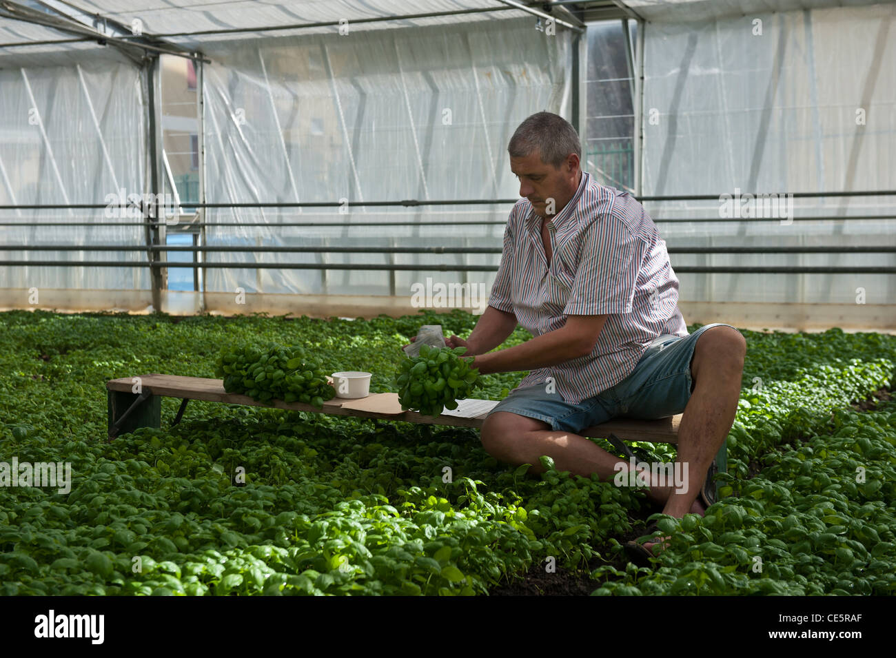 Basil picking by hand at Sacco Giovanni Battista. A family run ...